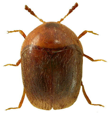 Sericoderus lateralis | UK Beetle Recording